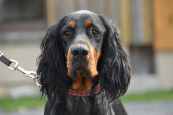 Züchter Gordon Setter - Verein für Pointer und Setter e.V.